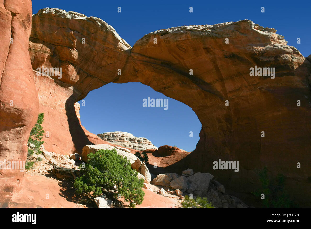 national park rock tree trees plant national park arc bushes usa rock ...