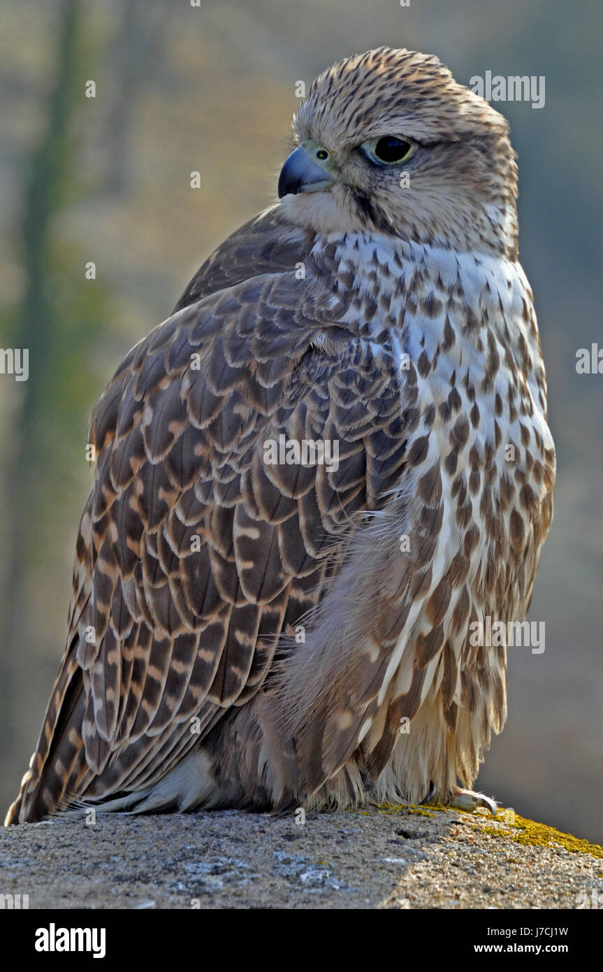 bird birds falcon raptor feathers beak beaks feather nature bird birds ...