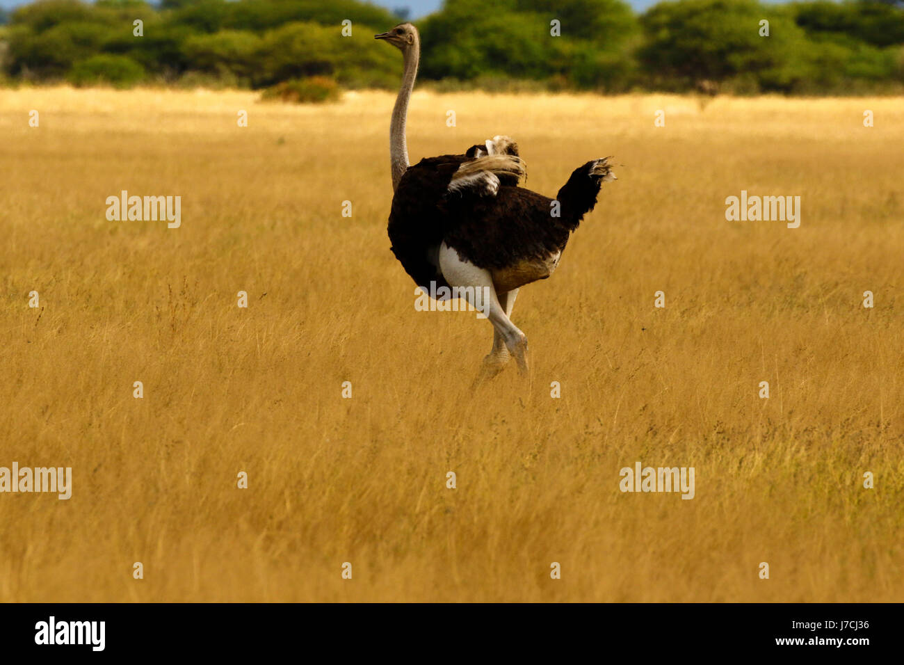 Young male Ostrich running on the African plains Stock Photo - Alamy
