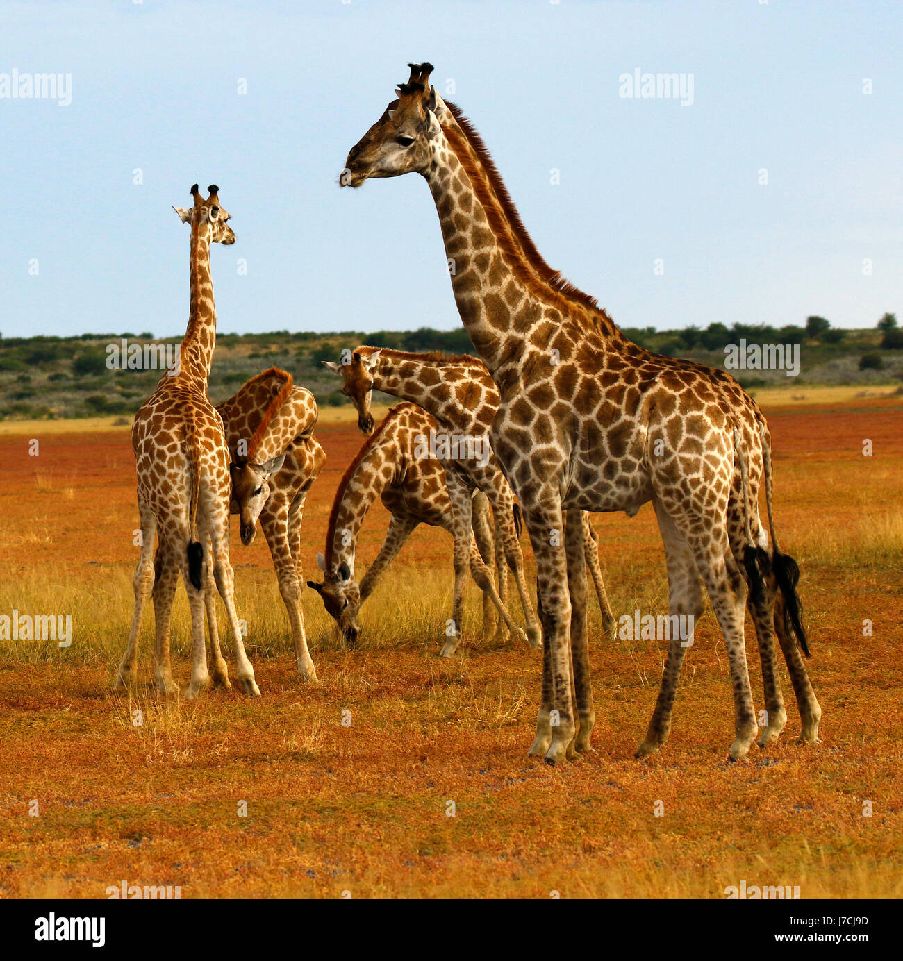 Baby giraffes play hi-res stock photography and images - Alamy