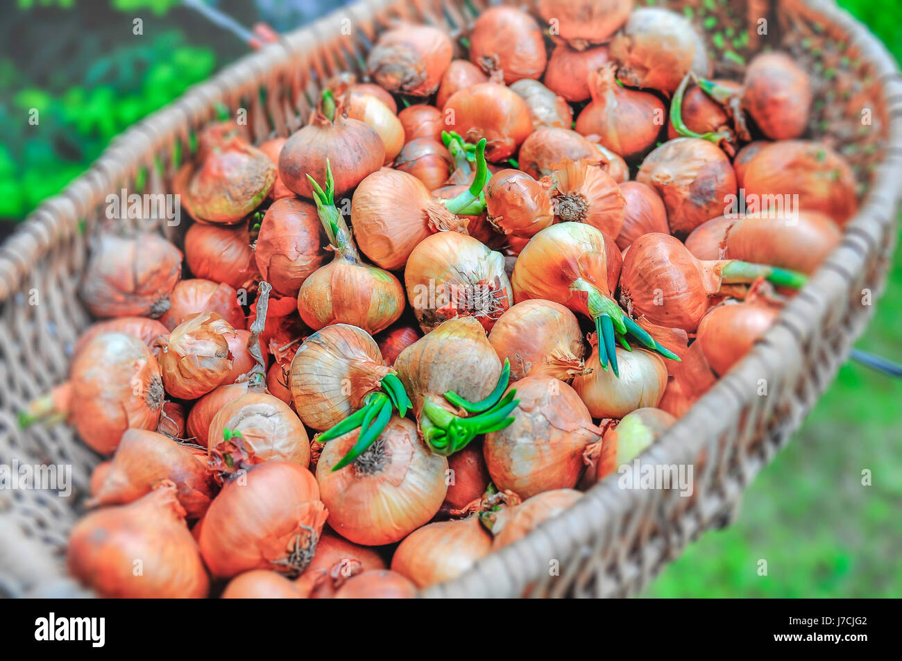 Woman big pile vegetables hi-res stock photography and images - Alamy