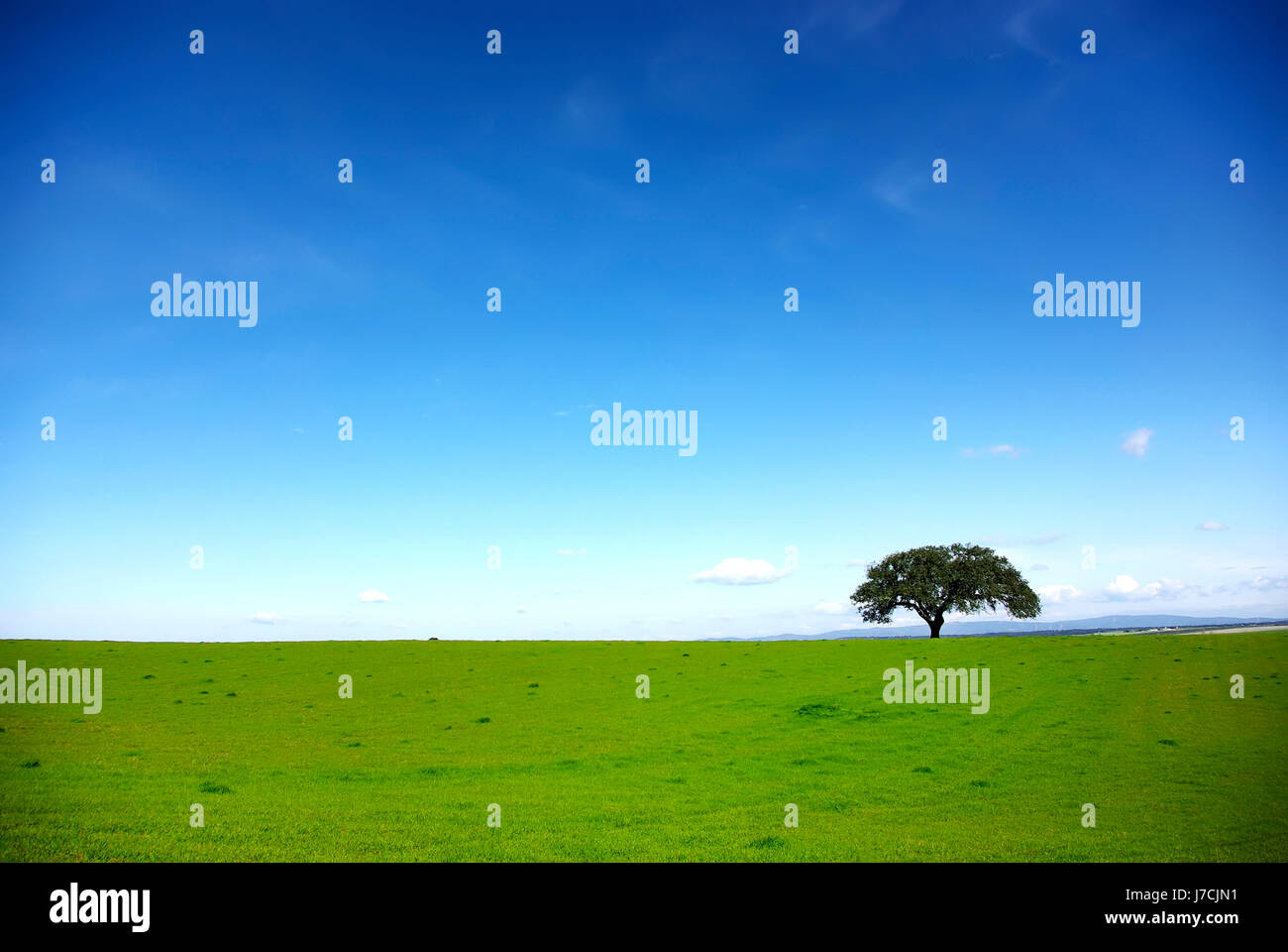 environment enviroment tree freshness horizontal landscape scenery ...