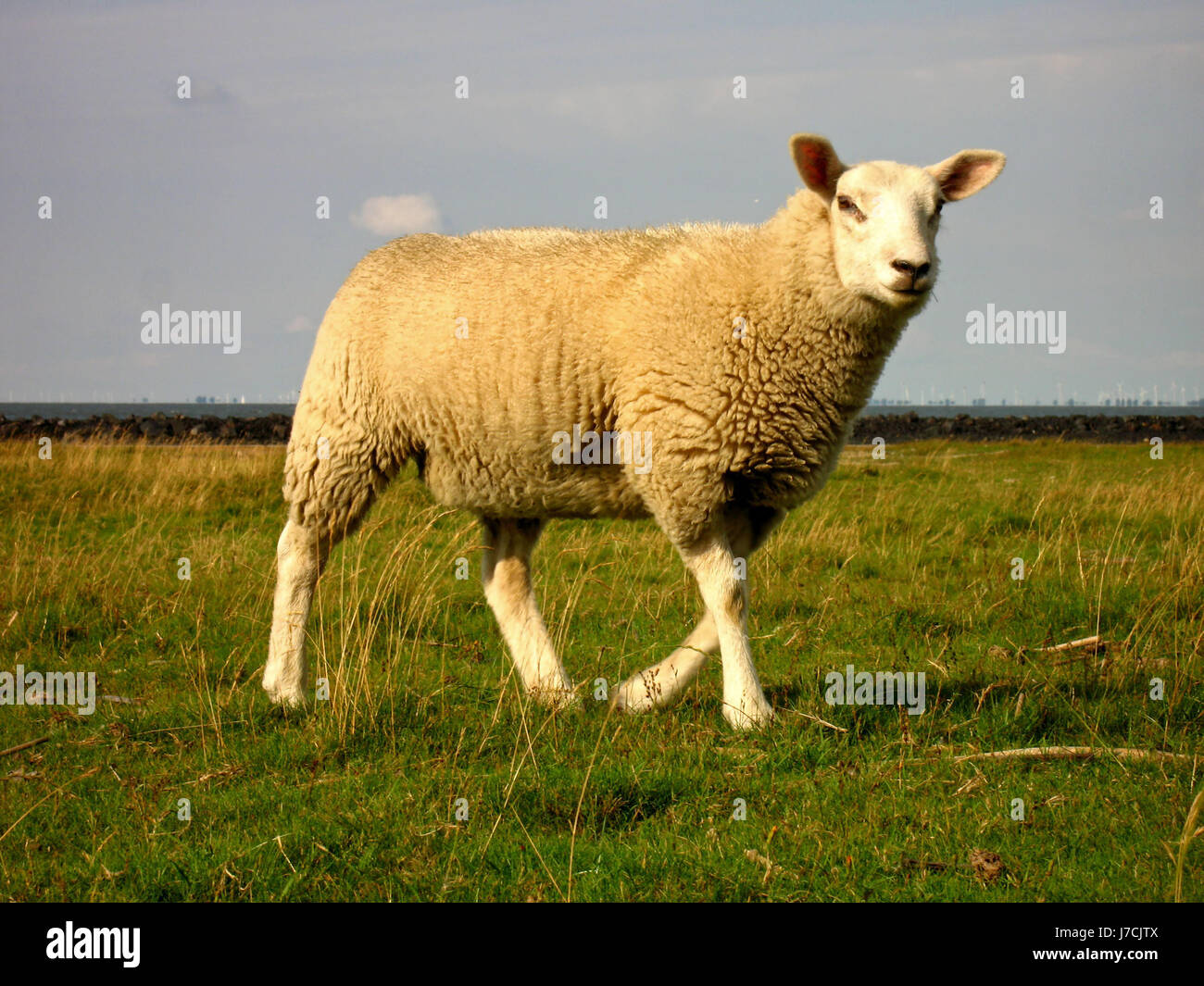 Walking with sheep hi-res stock photography and images - Alamy