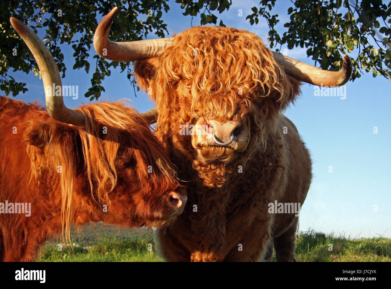 cattle farm animal agrarian agriculture farming summer summerly hairs ...