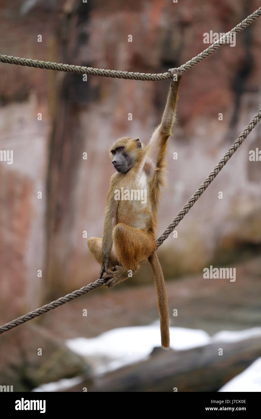 monkey on a rope Stock Photo - Alamy