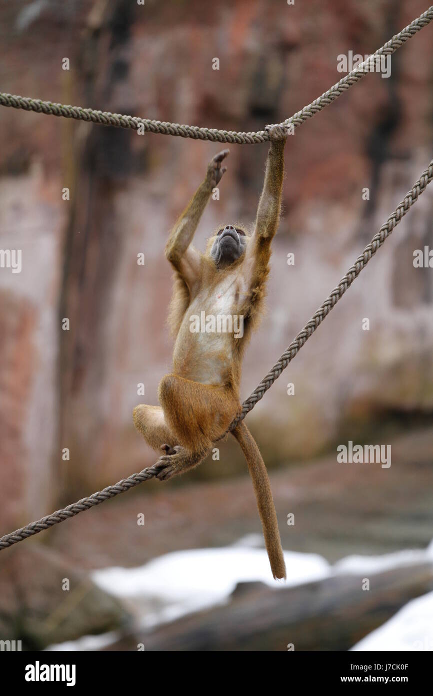 mammal monkey anthropoid gibbon acrobat gibbons relaxation tree mammal ...