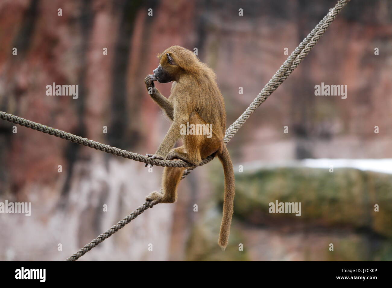monkey on a rope Stock Photo - Alamy