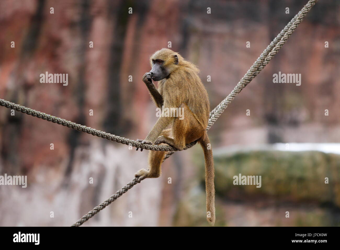 monkey on a rope Stock Photo - Alamy