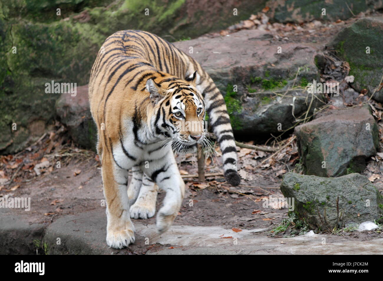 tiger in motion Stock Photo - Alamy