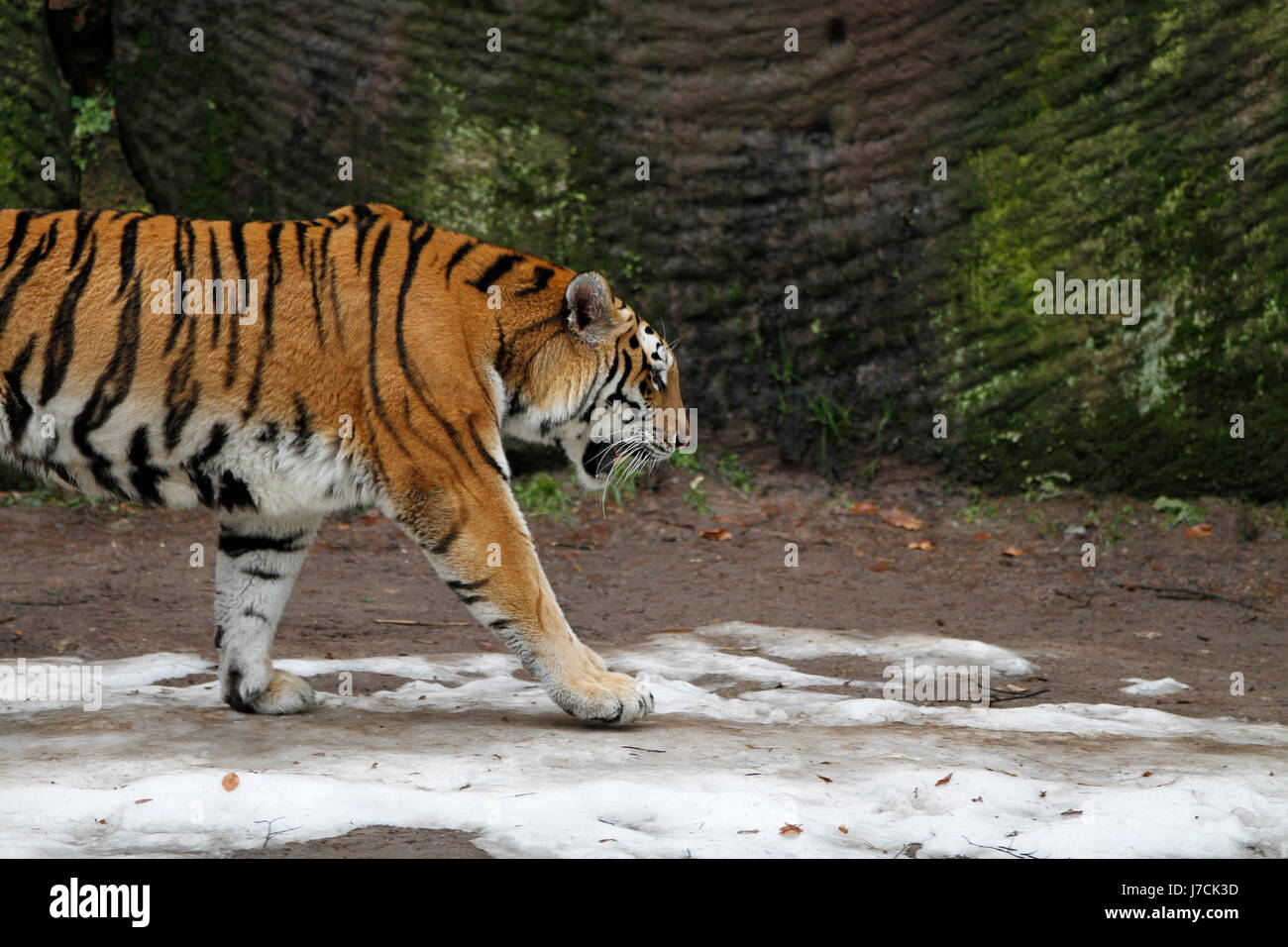 tiger in motion Stock Photo - Alamy