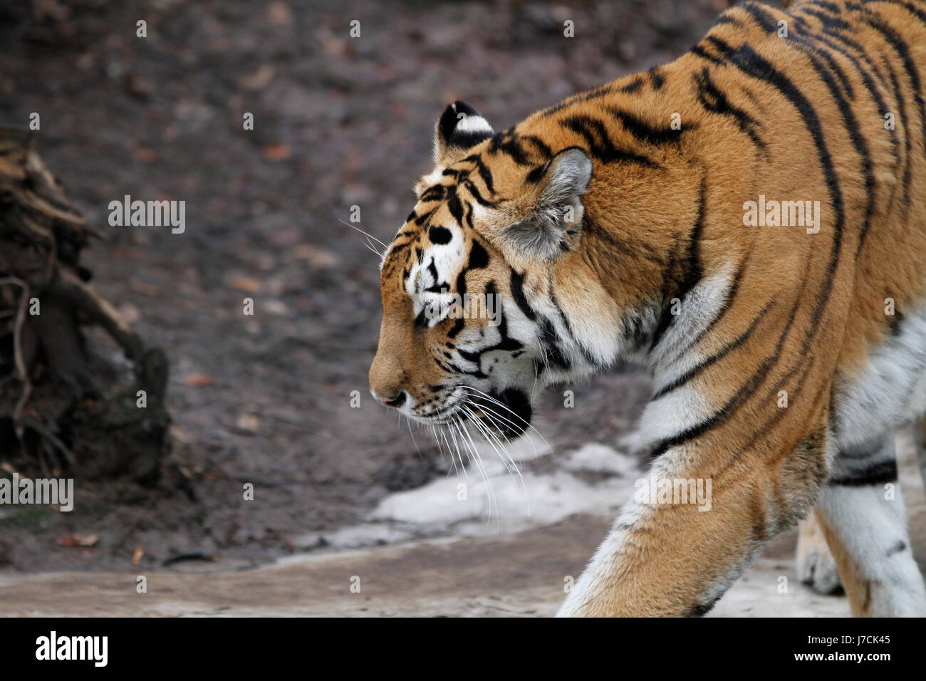 tiger on the move Stock Photo - Alamy