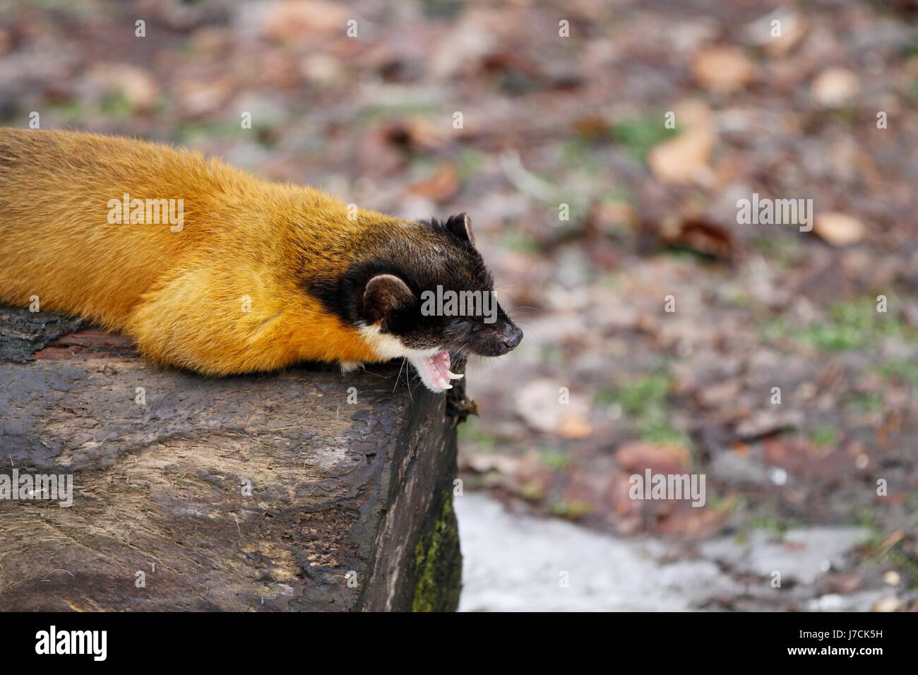asia tail siberia marten predator bandit raider macro close-up macro ...