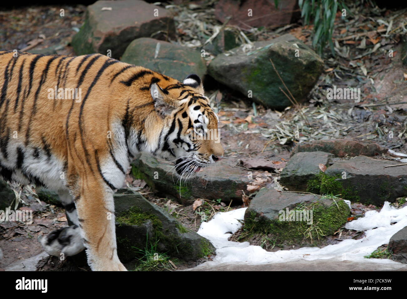 tiger in motion Stock Photo - Alamy