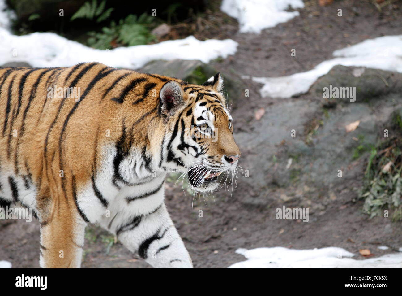 tiger on the move Stock Photo - Alamy