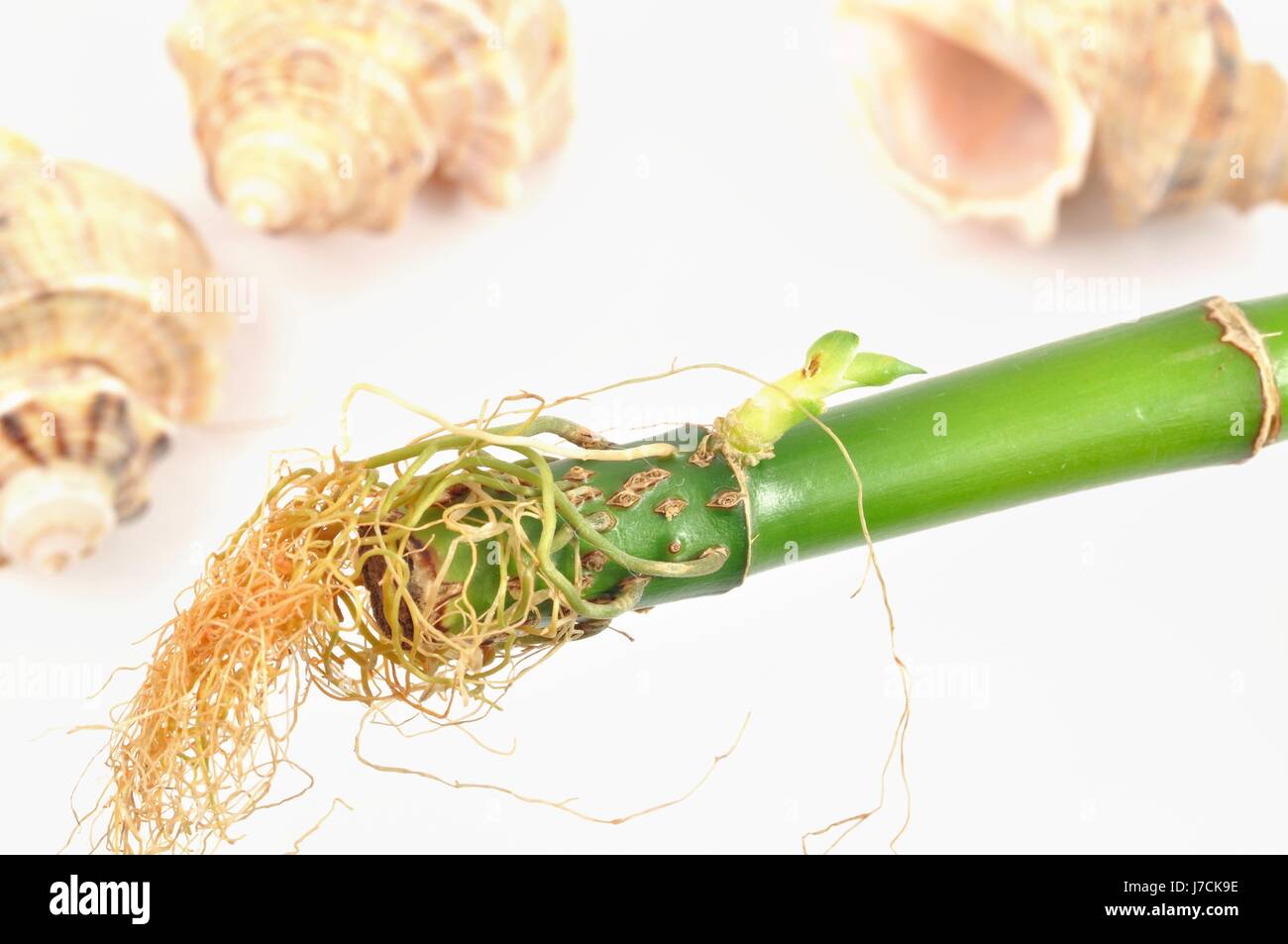 leaf flora shell root bamboo stalk stem lawn green nature leaf ...