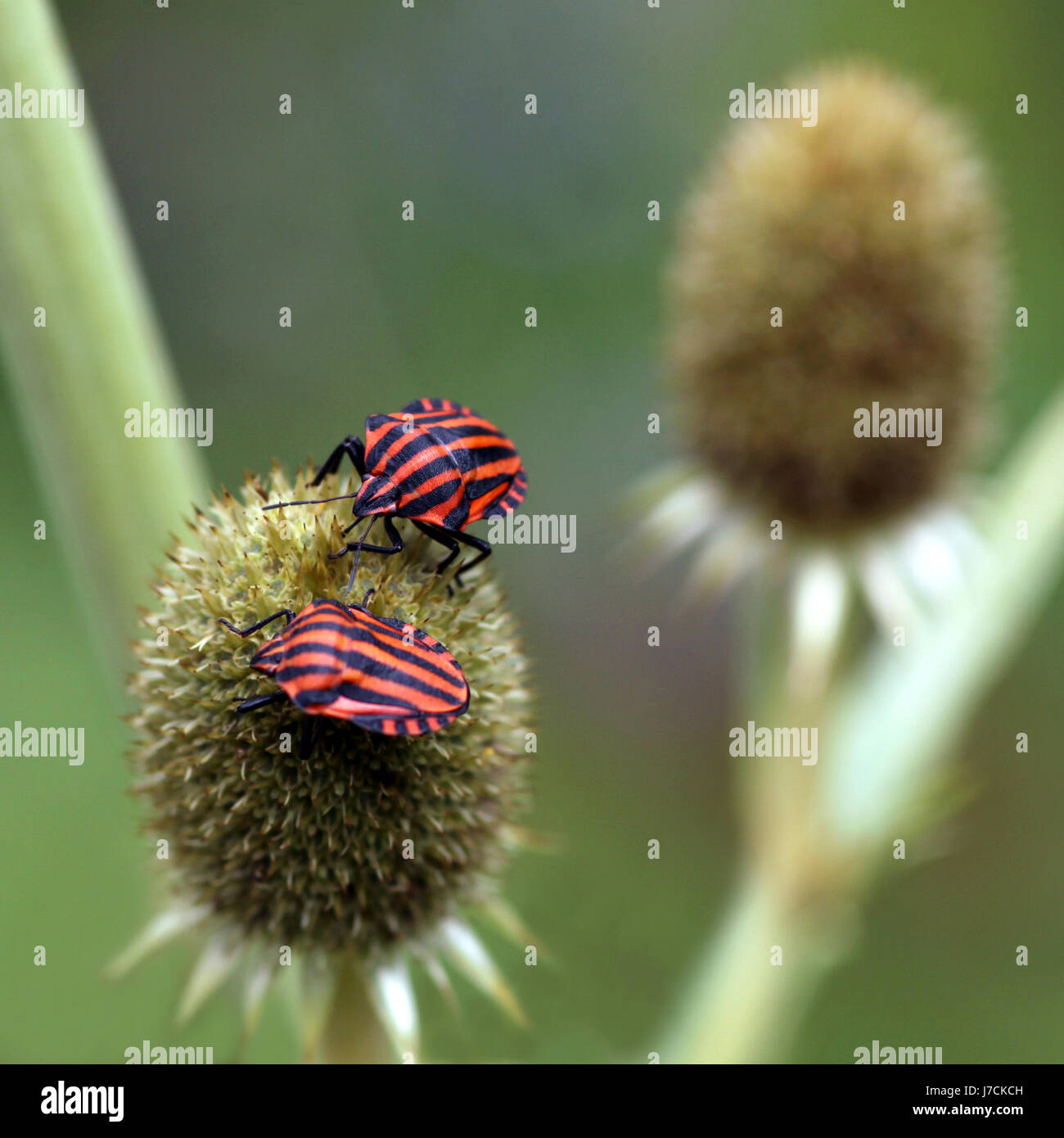 bug pin striped stripes stripe insect black swarthy jetblack deep black ...