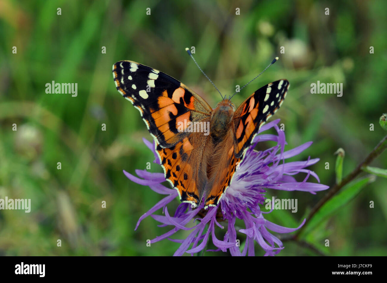 animal insect fauna butterfly moth nature schmetterling falter insekt ...