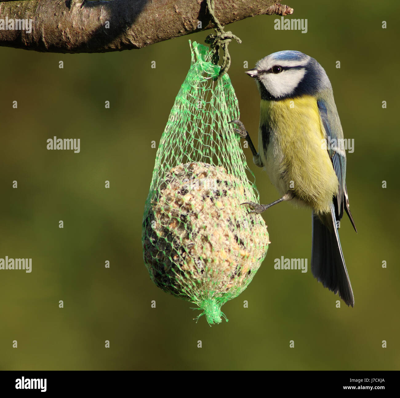 winter bird birds to gorge engulf devour blue tit blue fodder tree ...