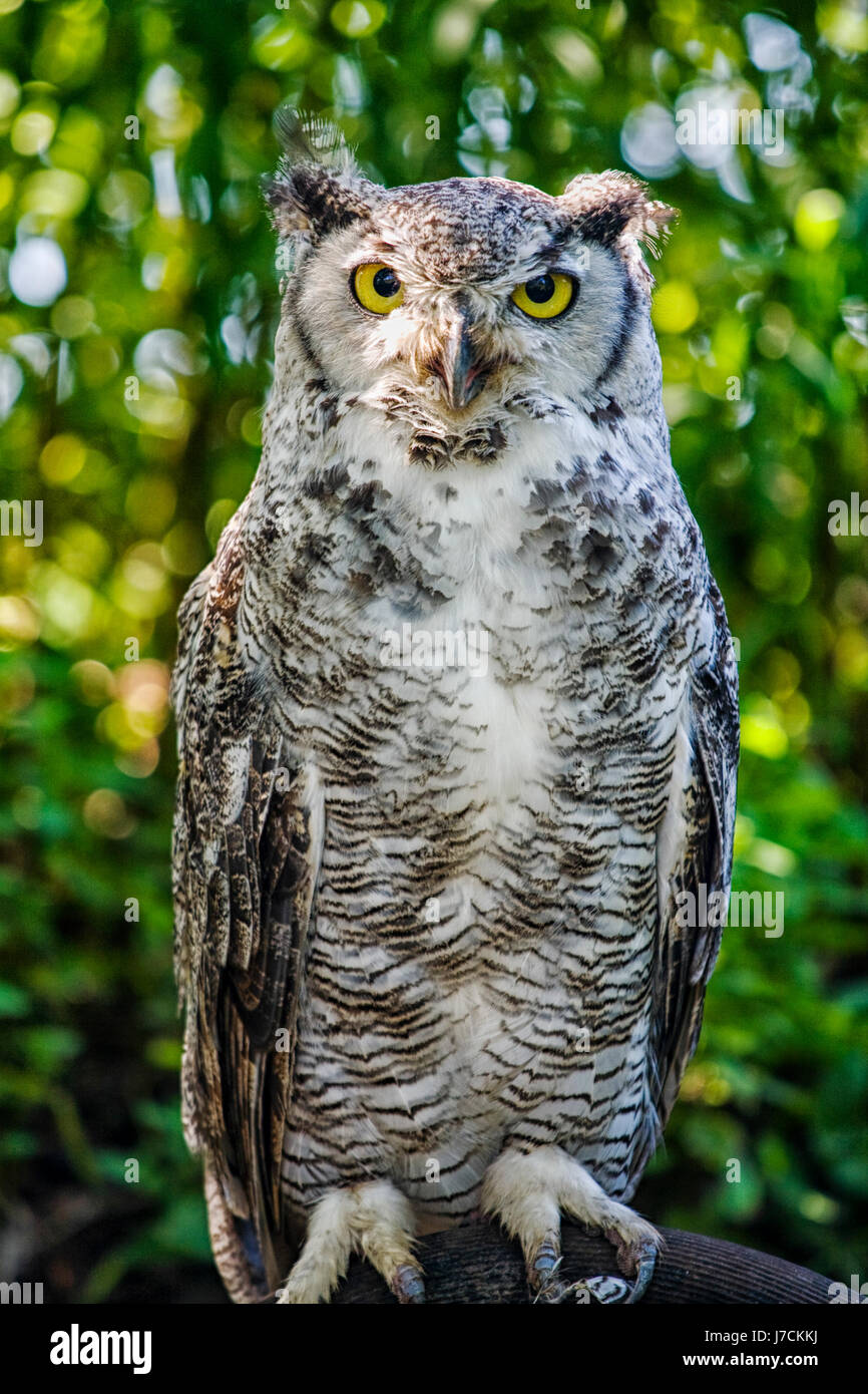 Great Horned Owl (Bubo virginianus Stock Photo - Alamy