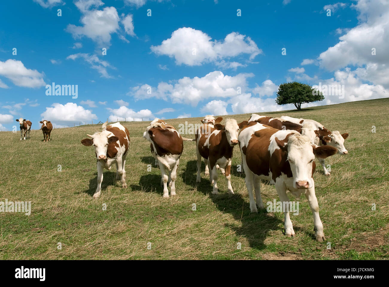 cow scenery countryside nature tree animal mammal agriculture farming ...