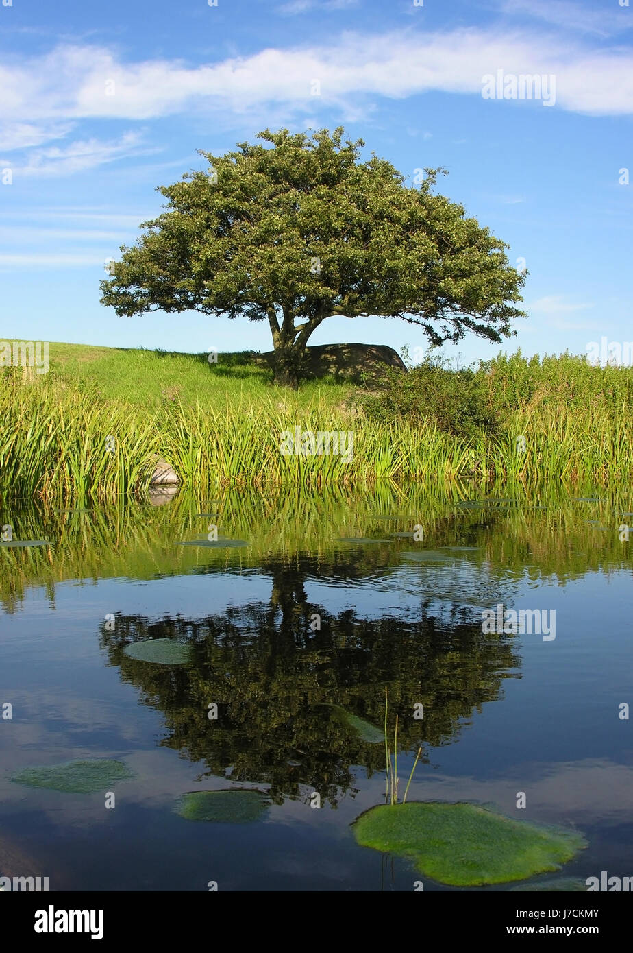 environment enviroment tree biotop fresh water pond water salt water ...
