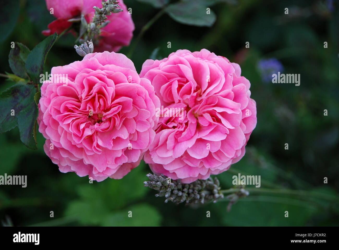 garden plant flower bloom blossom flourish flourishing roses shrub ...