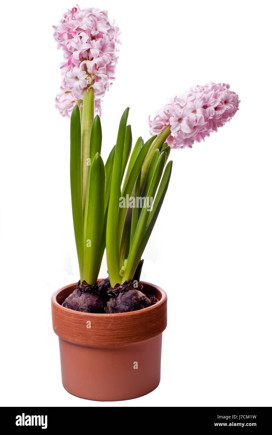 hyacinth in pot Stock Photo - Alamy