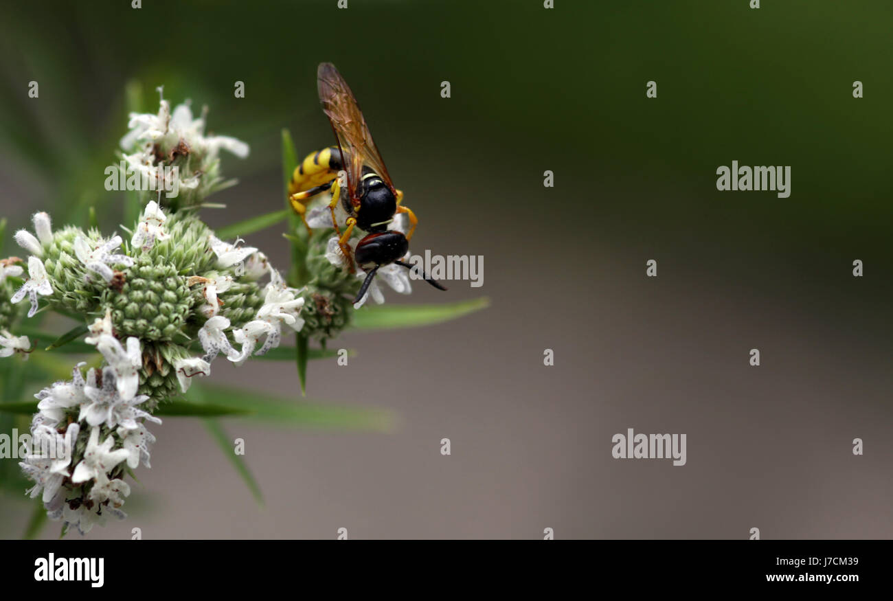 wasp insect wasp predator bandit raider philanthus triangulum ...