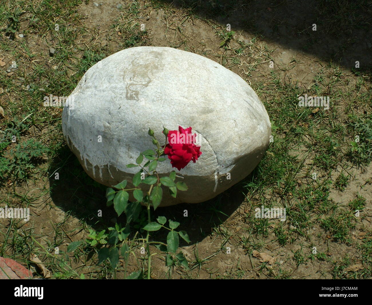 Beautiful Rose Flower, Spiritual Ashram, Rishikesh, Himalaya (Photo ...
