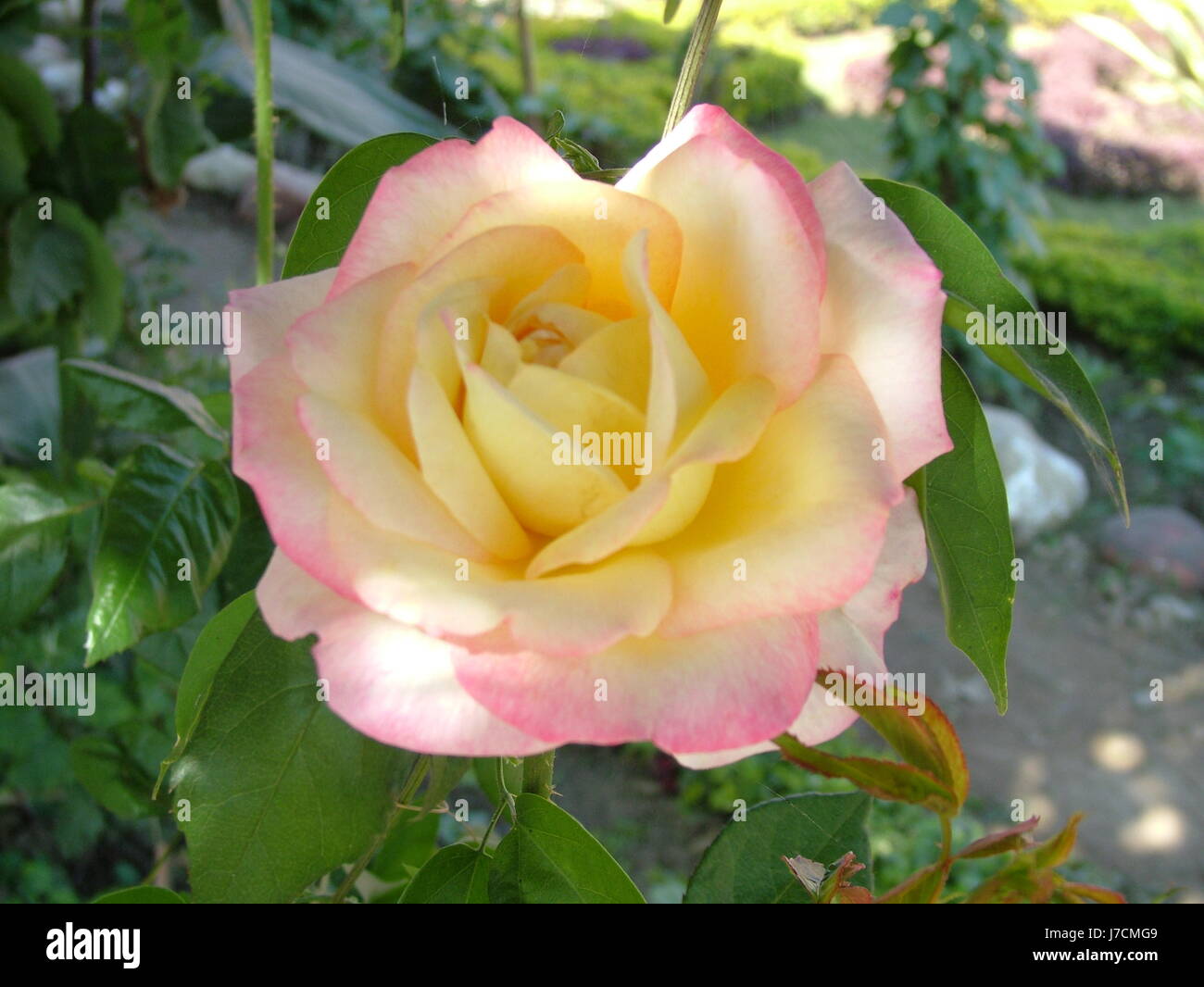Himalaya Rose Flower, Rishikesh, India, (Photo Copyright © Saji Maramon ...