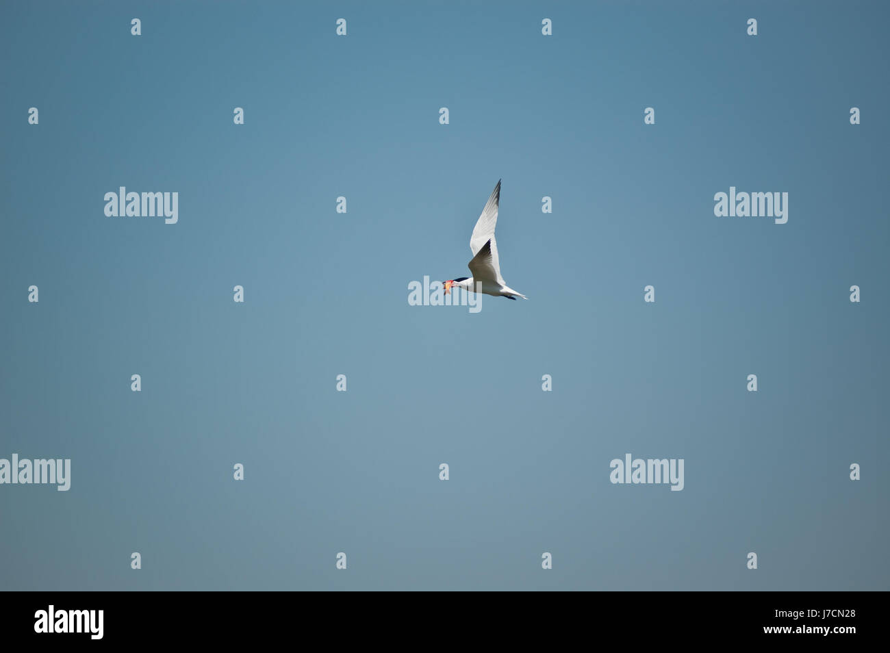flight bird fish wildlife fly flies flys flying animal bird fish ...