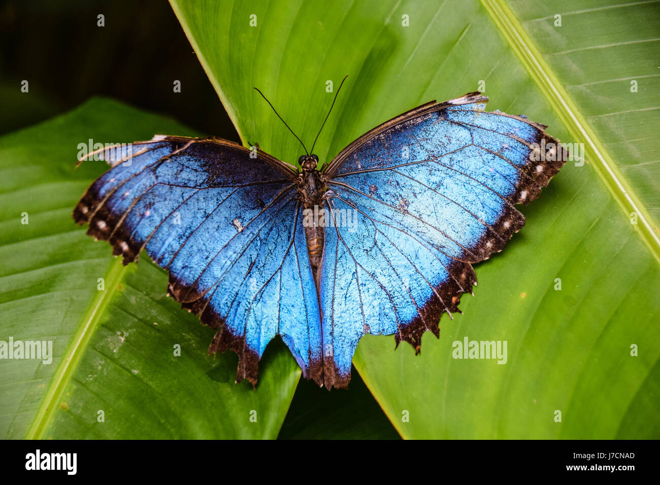 Large Blue Butterfly Stock Photos & Large Blue Butterfly Stock Images ...