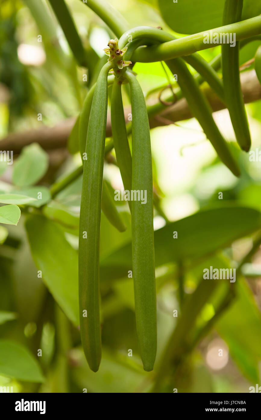 Fresh vanilla fruit. Tropical tree Stock Photo - Alamy