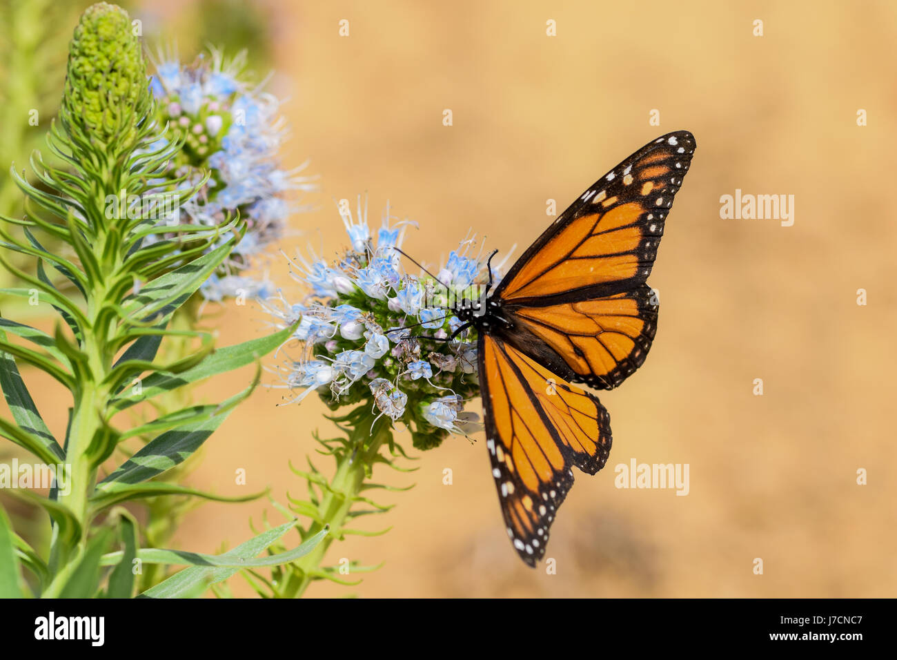 Banded purple wing butterfly hi-res stock photography and images - Alamy
