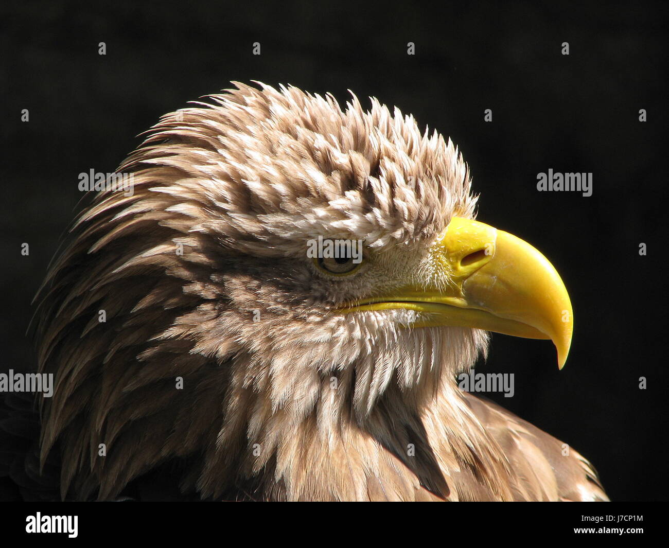 Adlerportrait hi-res stock photography and images - Alamy