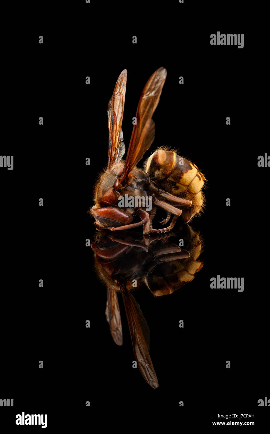 Hornet isolated on black background, side view Stock Photo - Alamy