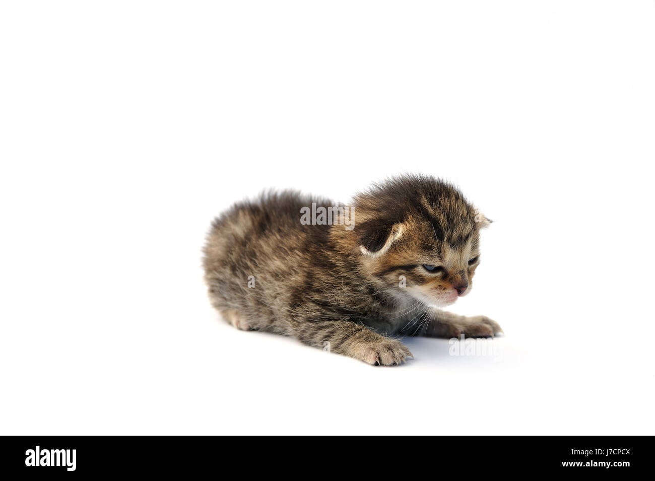isolated small tiny little short cat baby kitten cutout young younger ...