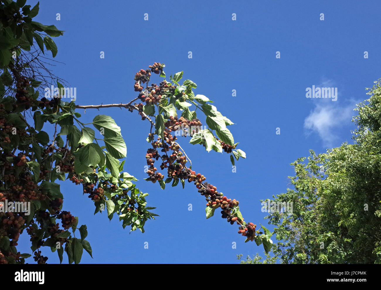 Mulberry tree branch Stock Photo - Alamy