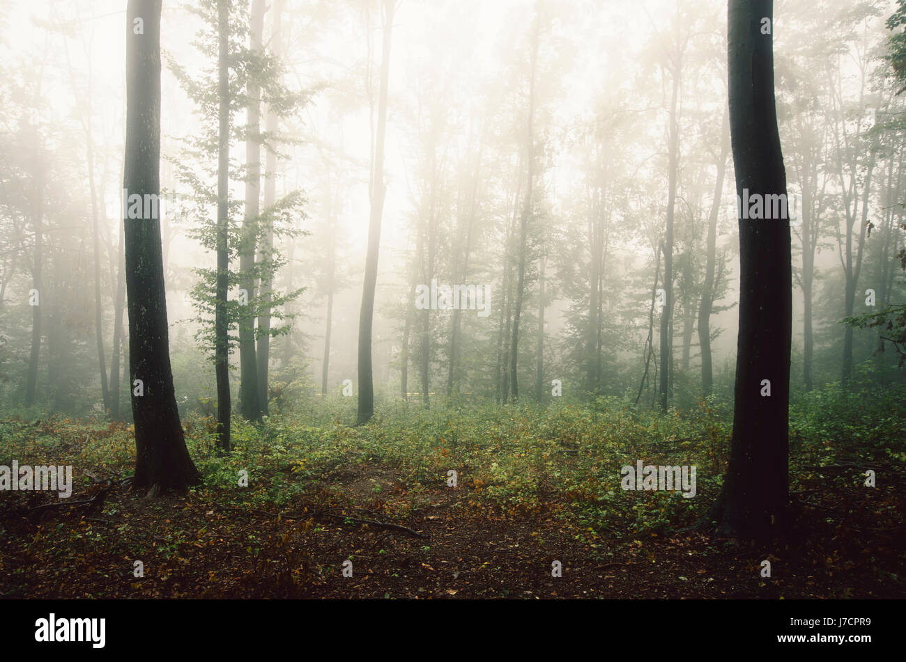Misty morning forest hi-res stock photography and images - Alamy