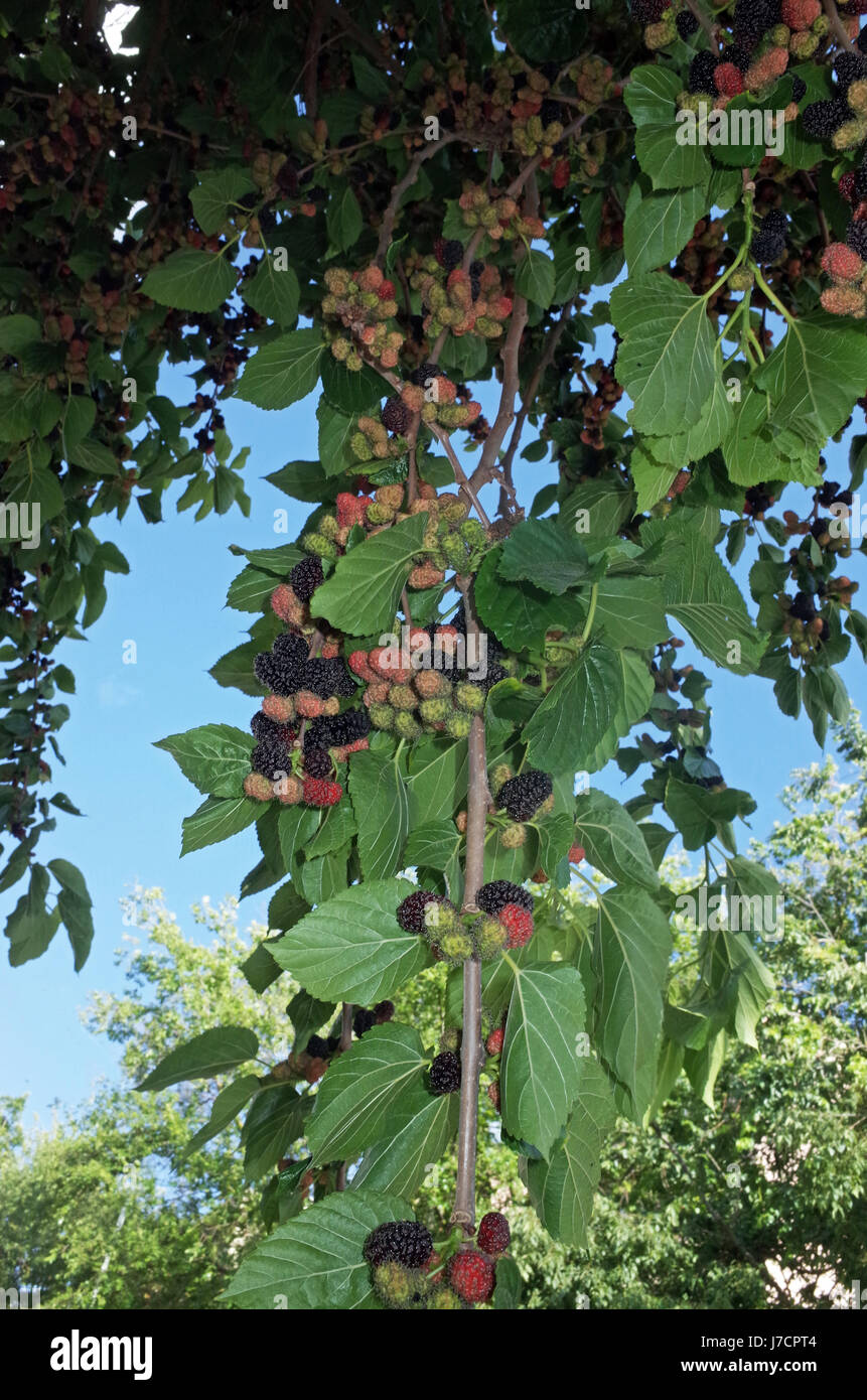 Mulberry tree branch hi-res stock photography and images - Alamy