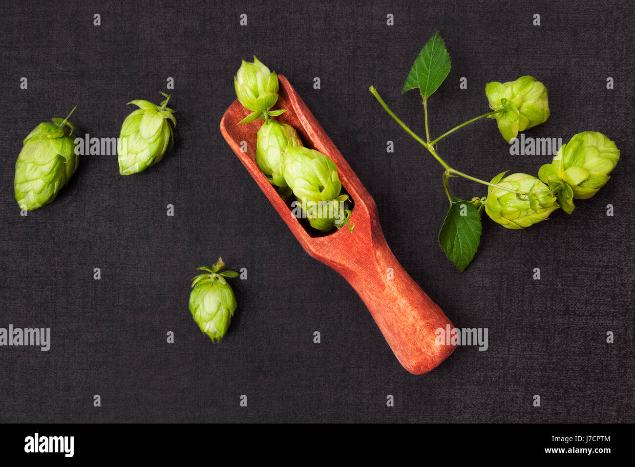 Hop fruit in spoon on dark background from above. Beer drinking ...