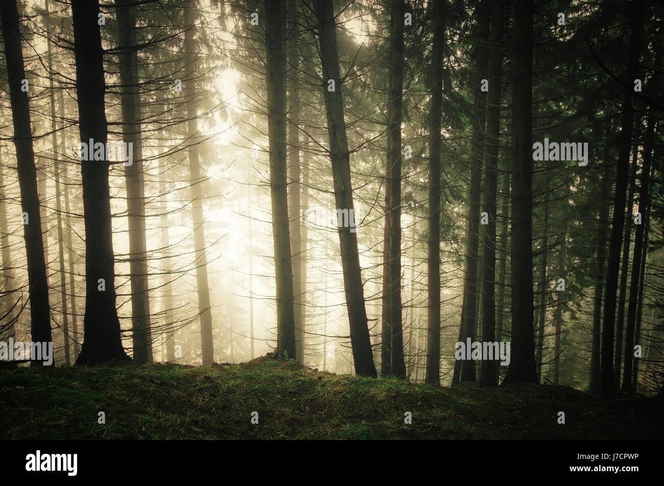 sunrise light in morning pine tree forest landscape Stock Photo - Alamy