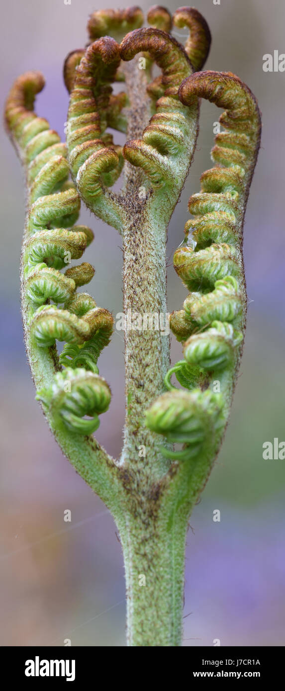 Emerging Fern Breney Common Cornwall Stock Photo - Alamy