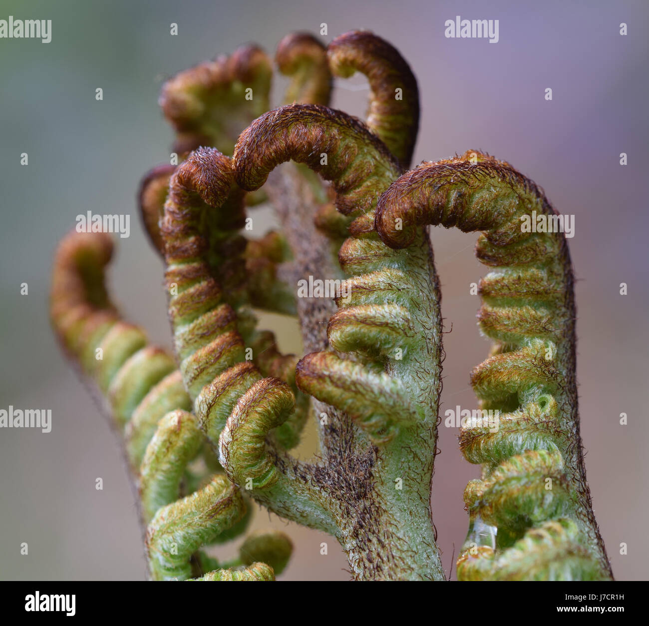 Emerging Fern Breney Common Cornwall Stock Photo - Alamy
