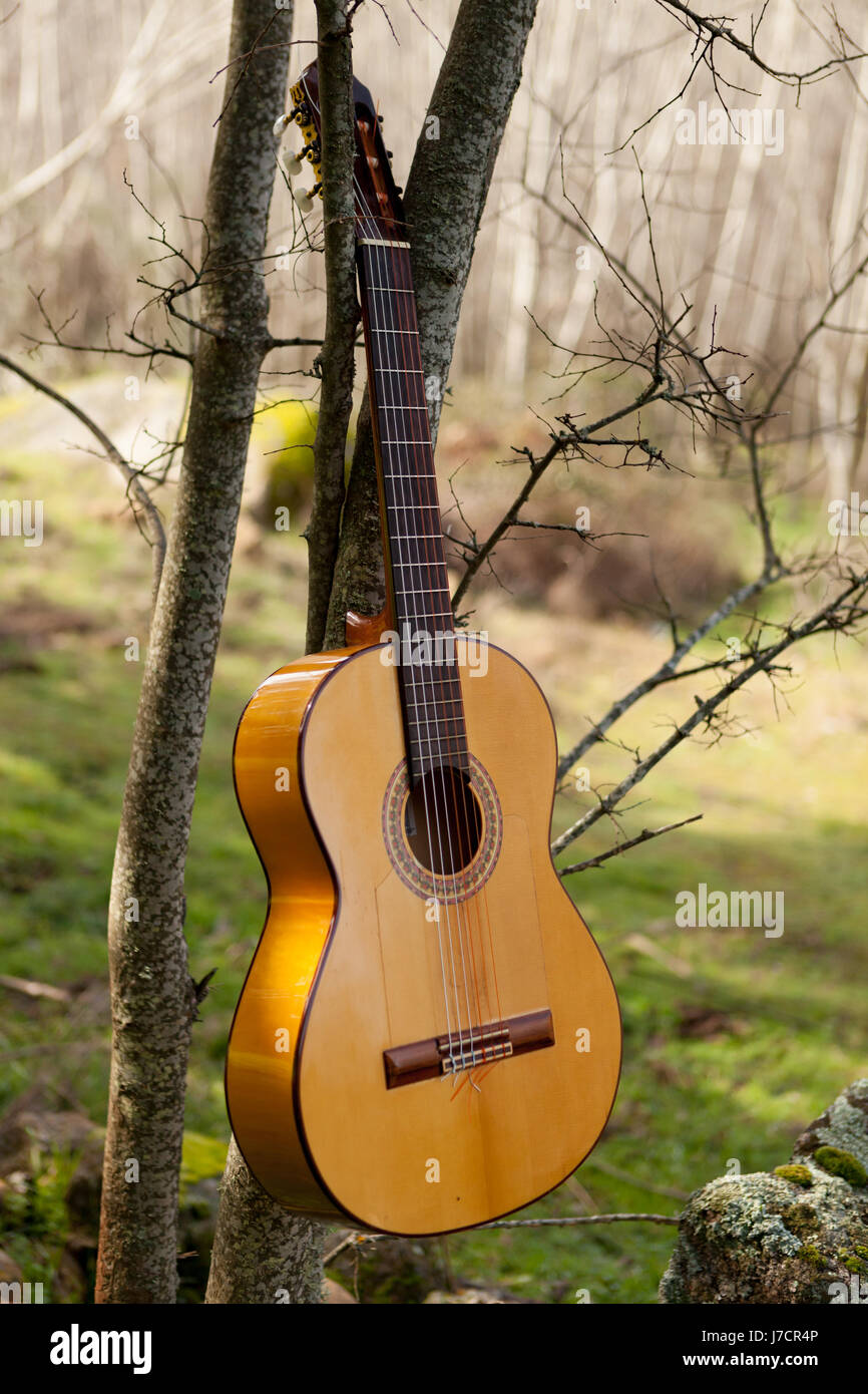 Guitar tree hi-res stock photography and images - Alamy