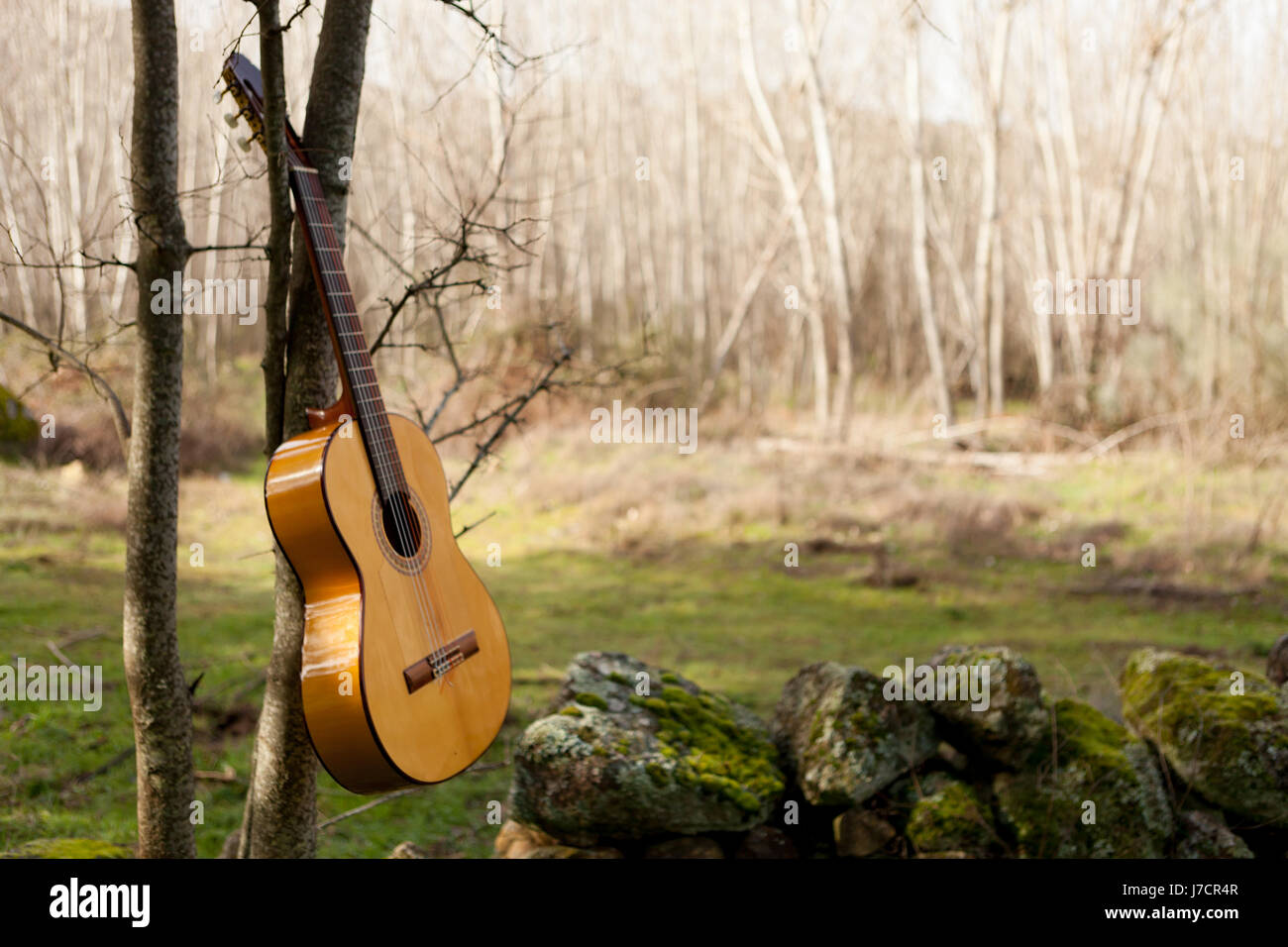 Classical guitar hanging of a tree in the forest Stock Photo - Alamy