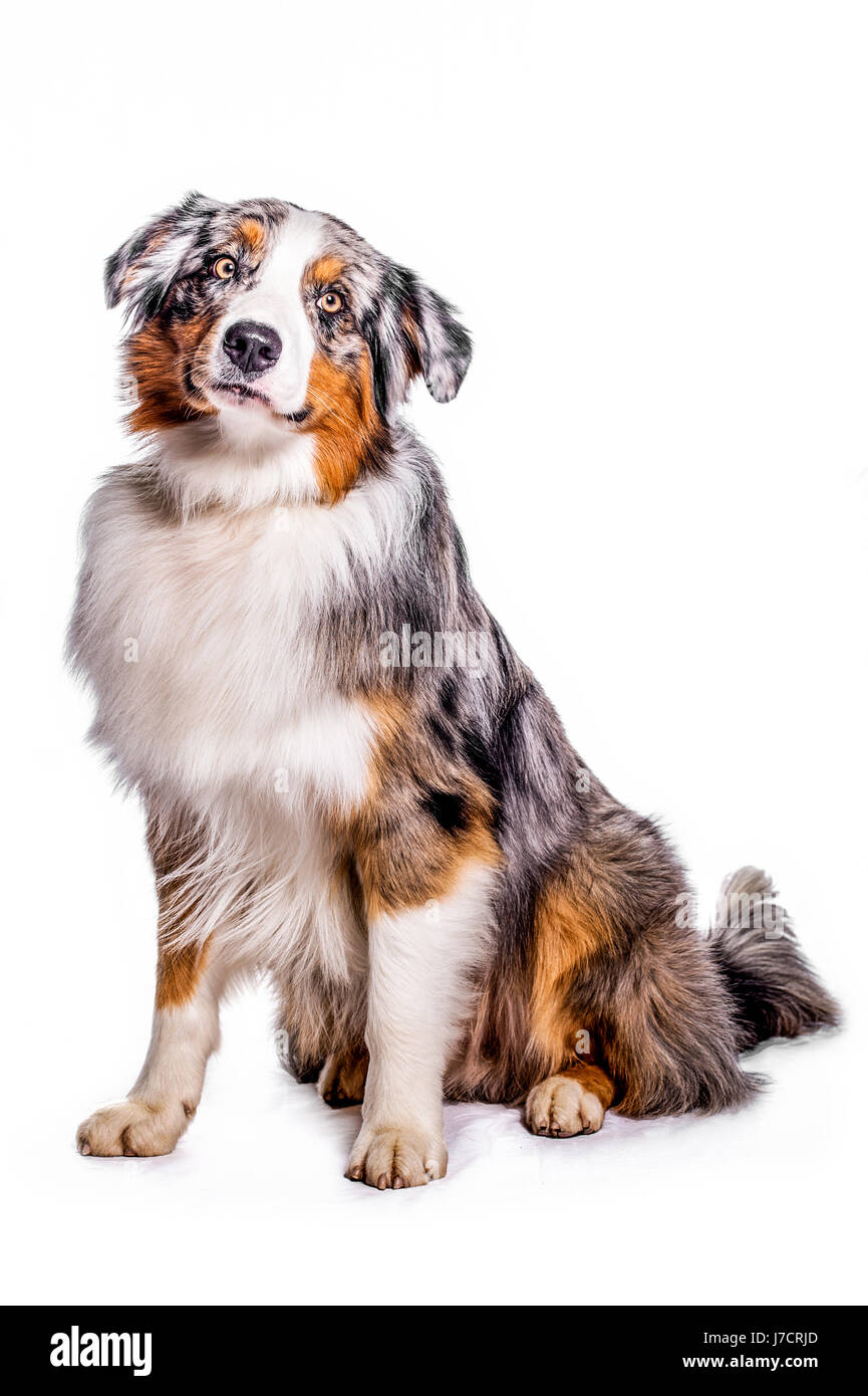 Portrait of a australian shepherd on a white background Stock Photo - Alamy