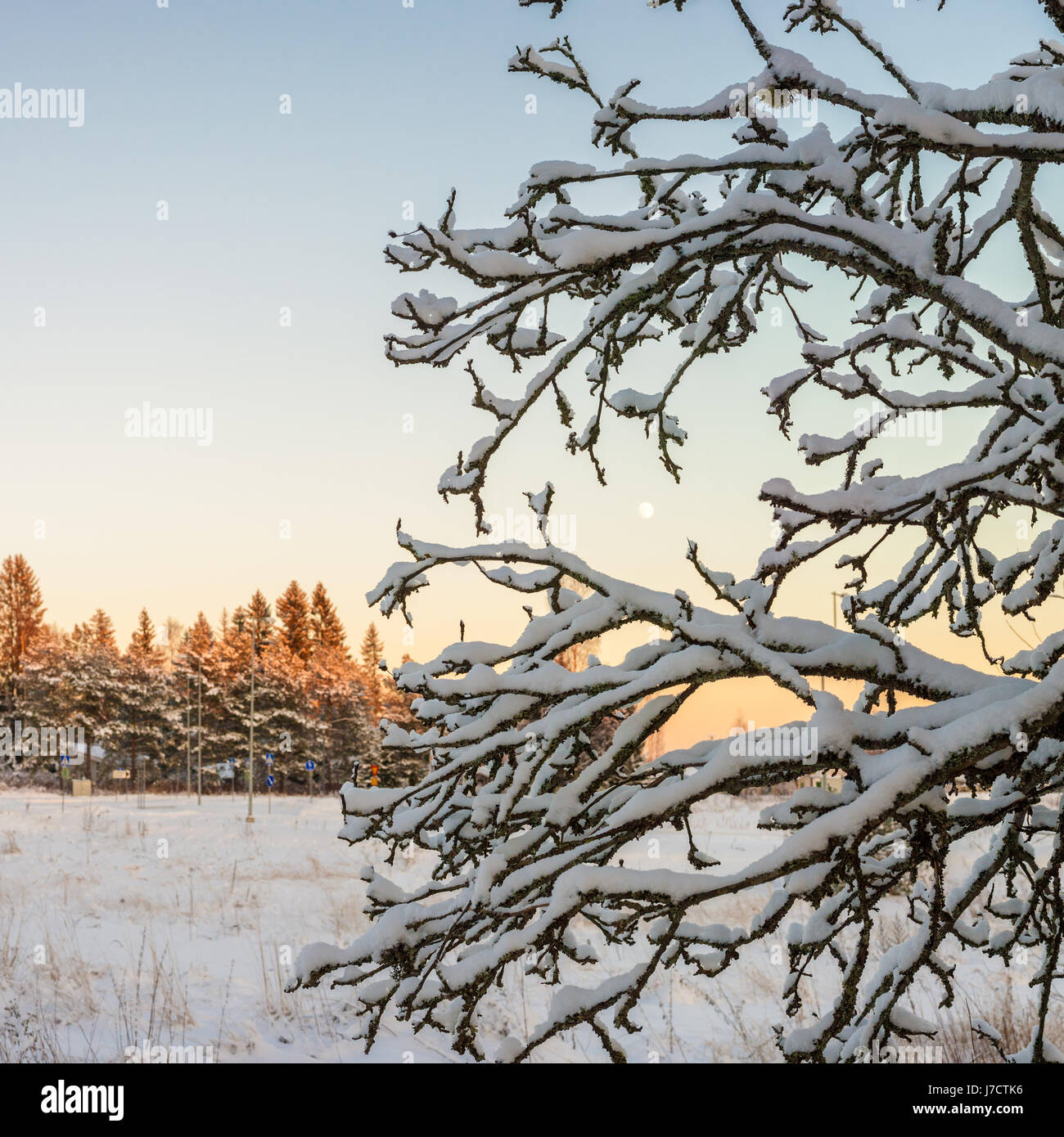 Frozen branches of apple tree Stock Photo - Alamy