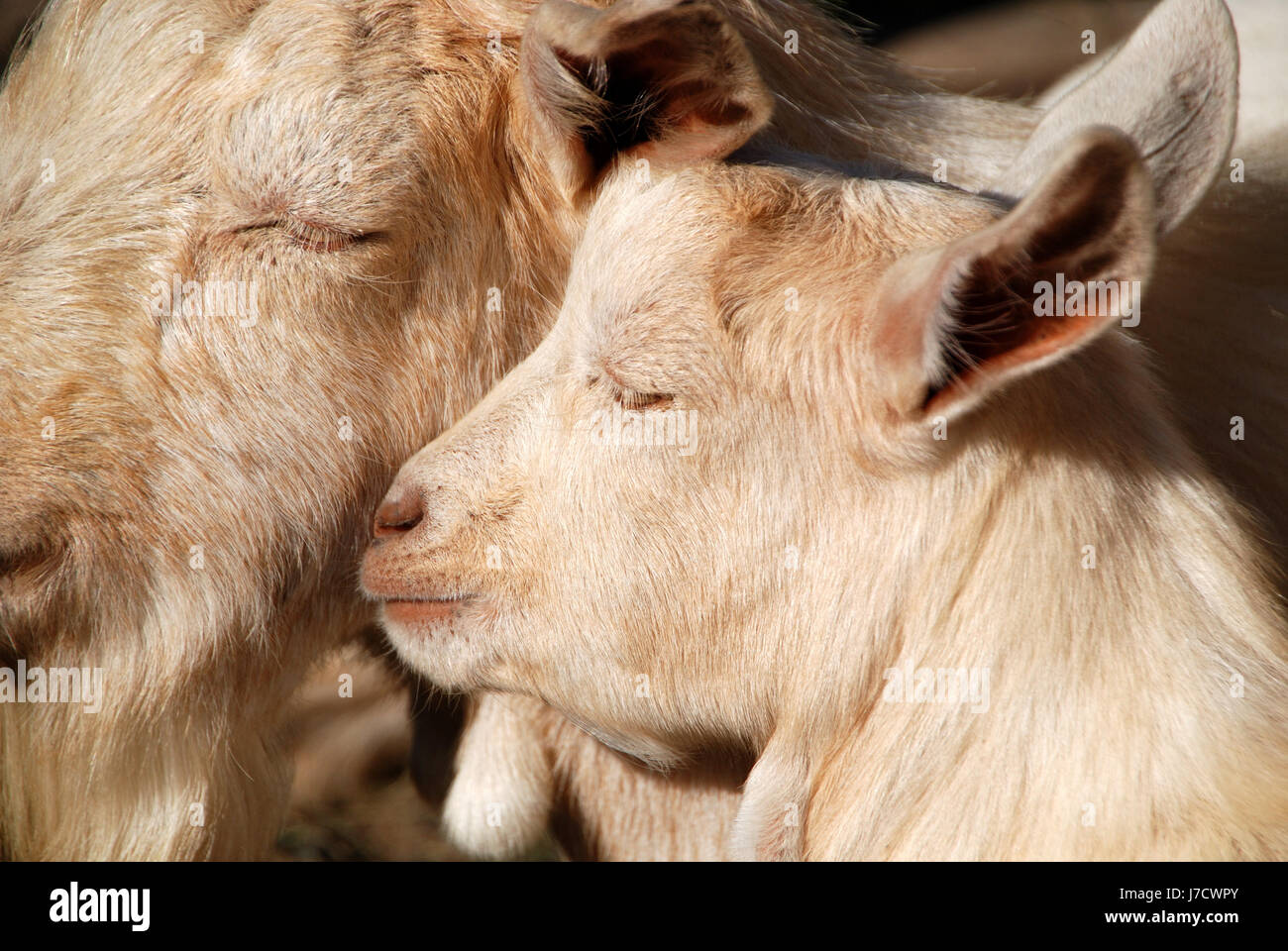 Two goats hi-res stock photography and images - Alamy