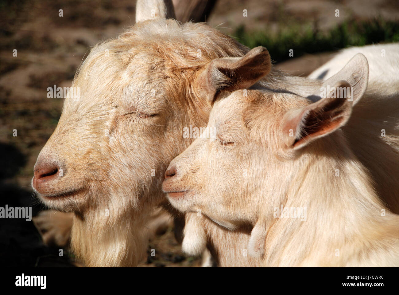 Two goats hi-res stock photography and images - Alamy